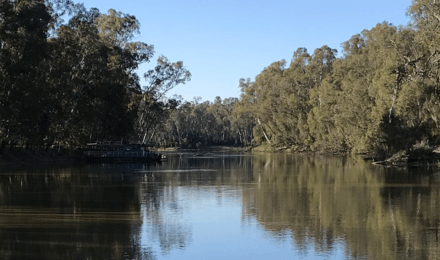 Barham Vines | Family Parks